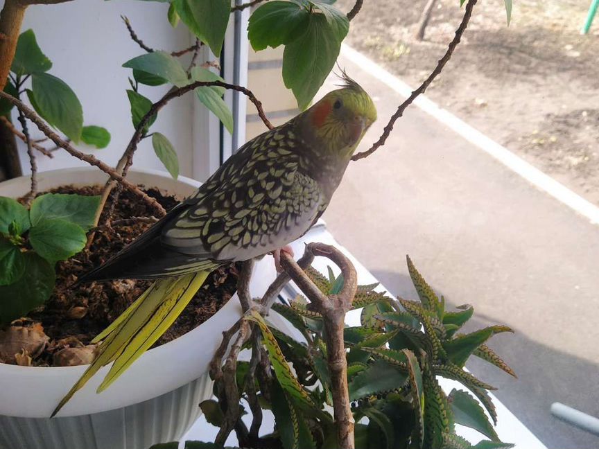 Ищем кореллу мальчика для вязки