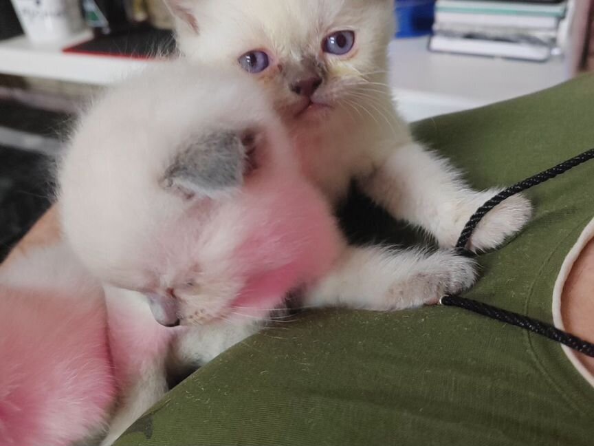 Шотландские вислоухие котята