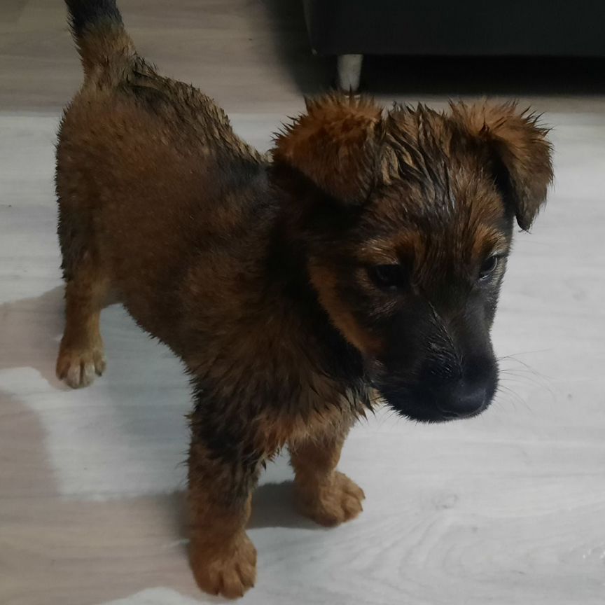 Щенок в добрые руки