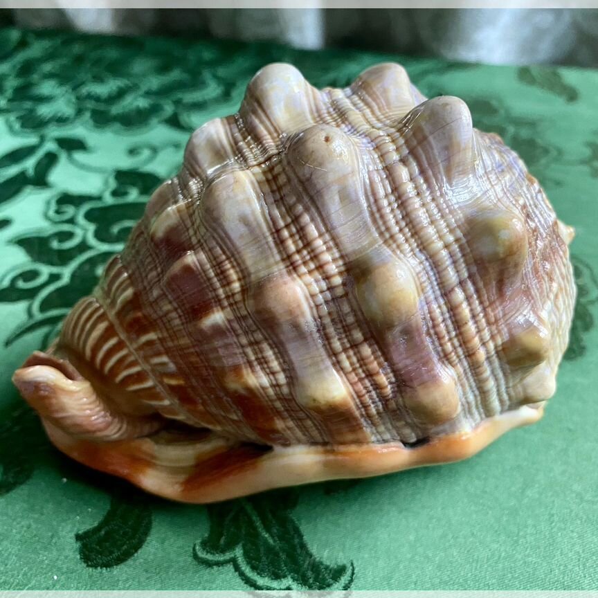 Ракушка морская большая