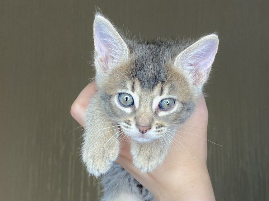 Редкие чудо котята абикун