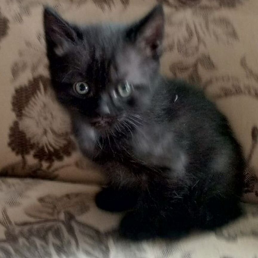 Британский короткошёрстный котёнок