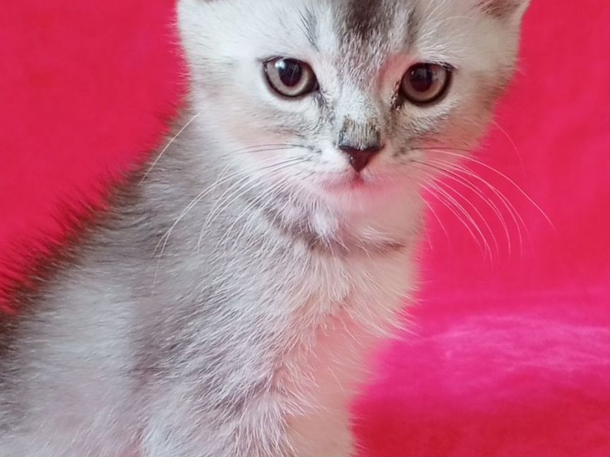 Котик серебристая шиншилла