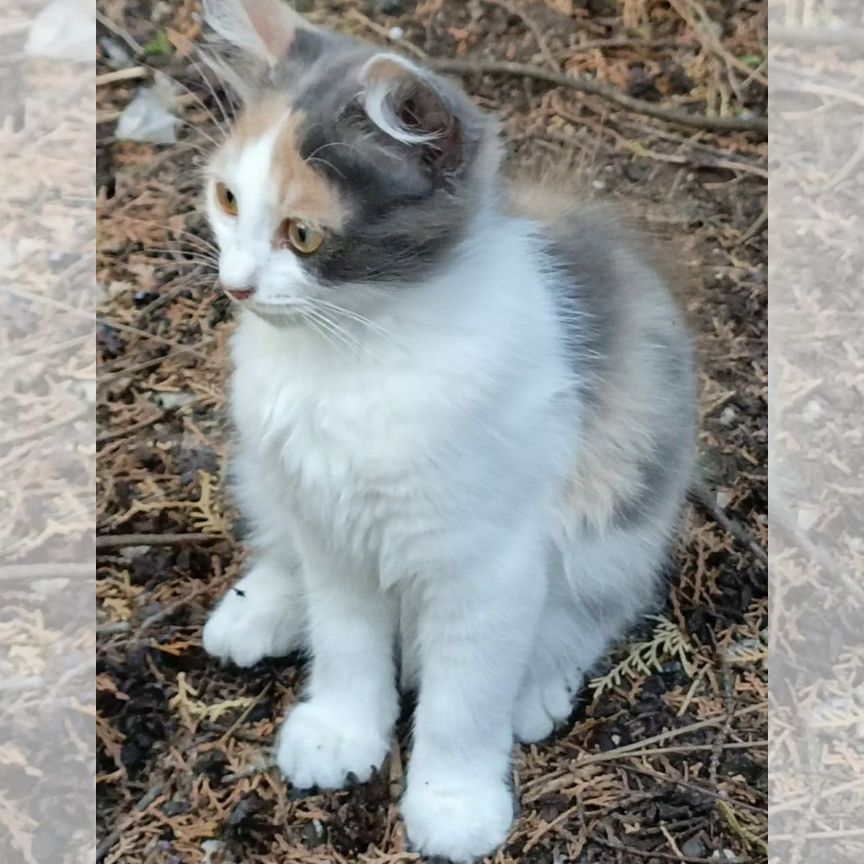 Котёнок Луша