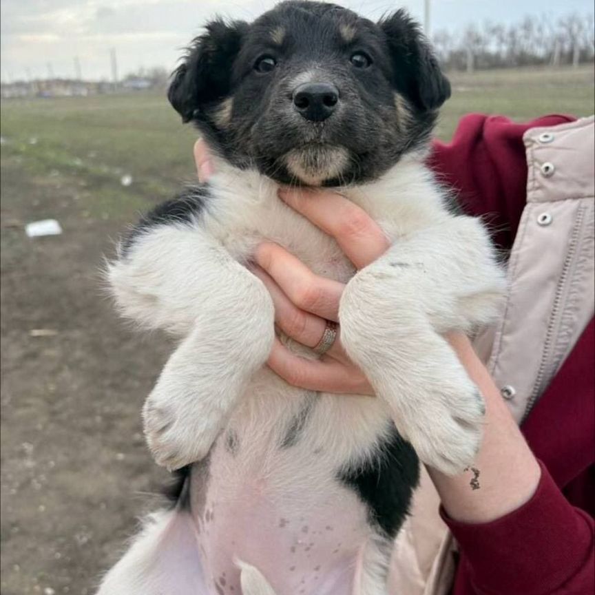 Отдам бесплатно щенки