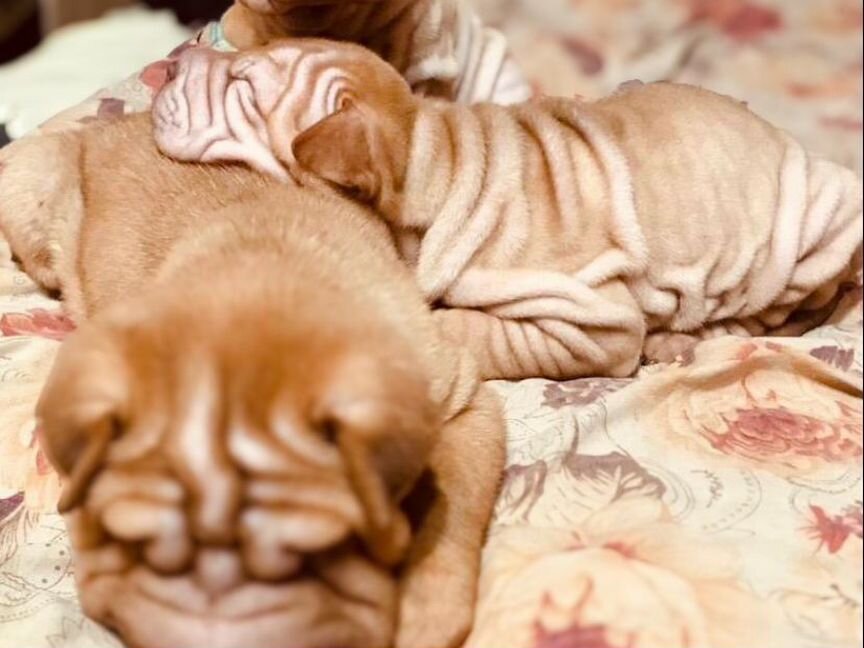 Щенки шарпея