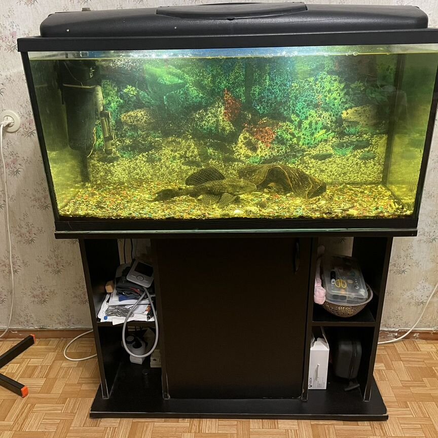 Сом анцитрус большой