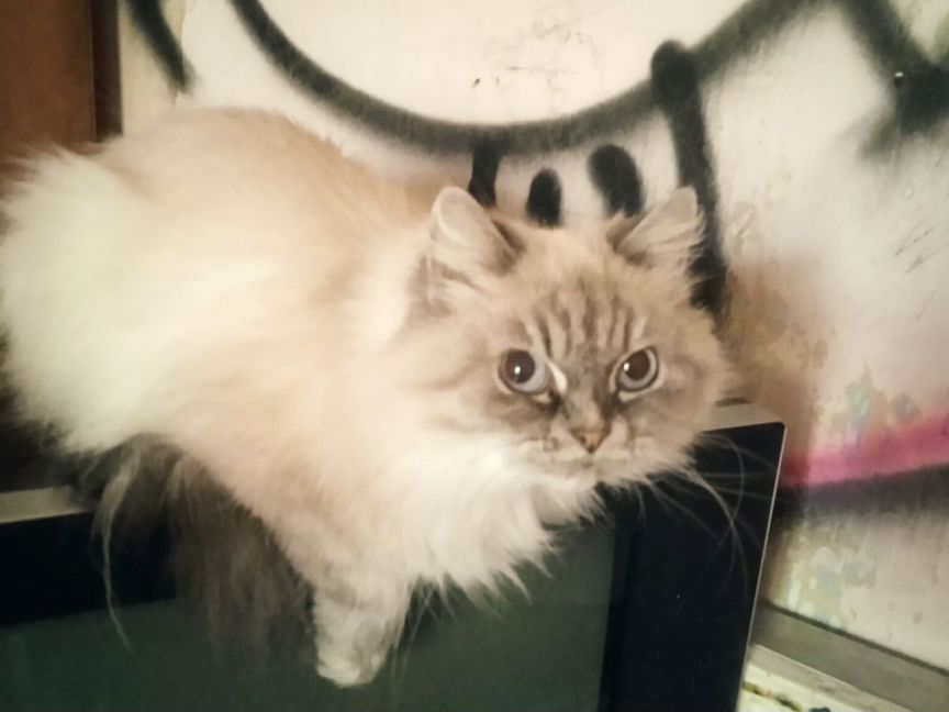 Невская маскарадная кошка