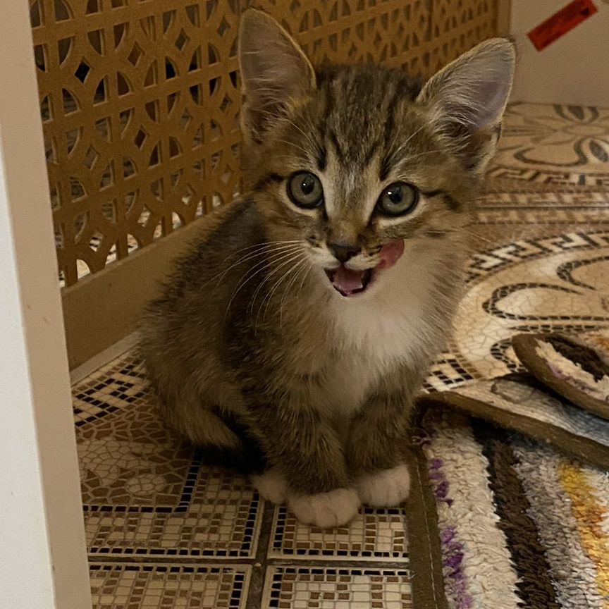 Котенок в добрые руки