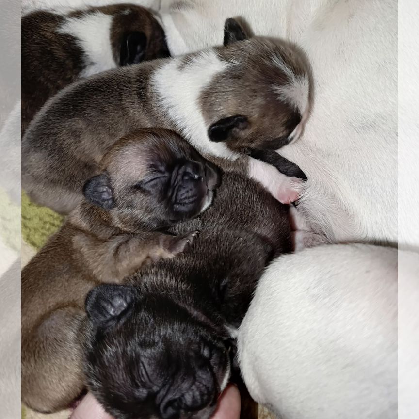 Французские бульдожки