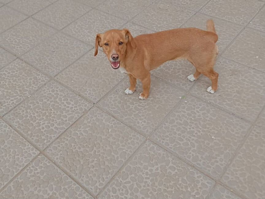 Маленькая собака