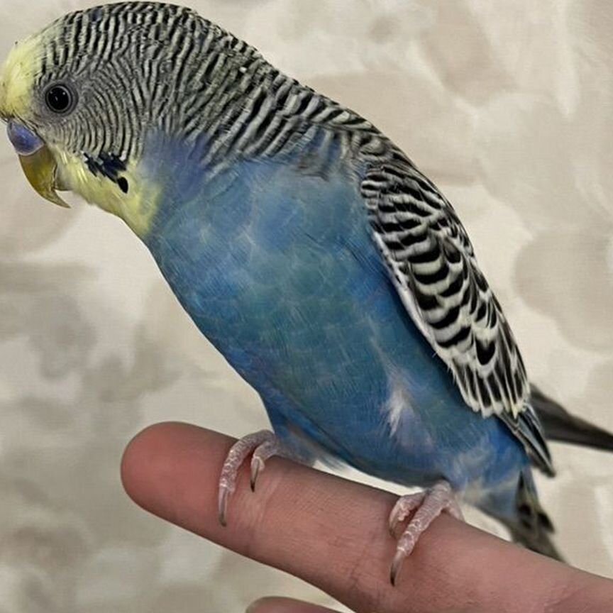 Волнистый попугай с клеткой Екатеринбург