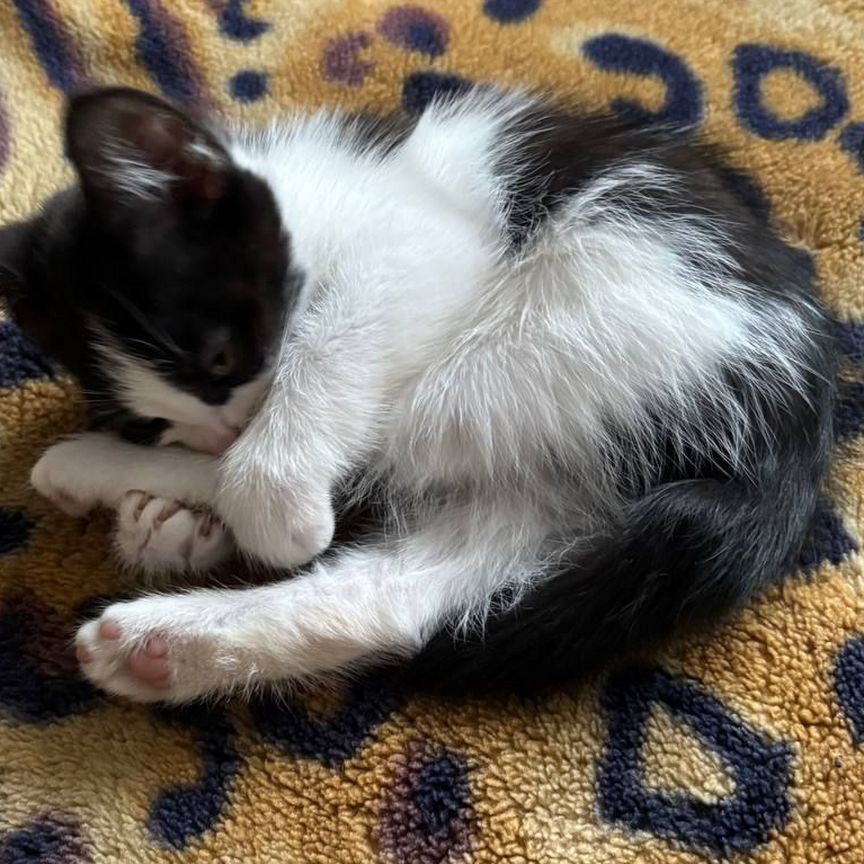 Котёнок в добрые руки