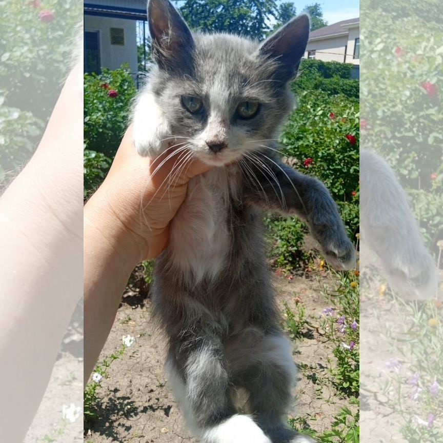 Котик Шнурок 2 месяца
