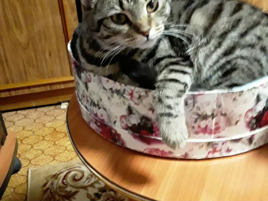 Кошечка