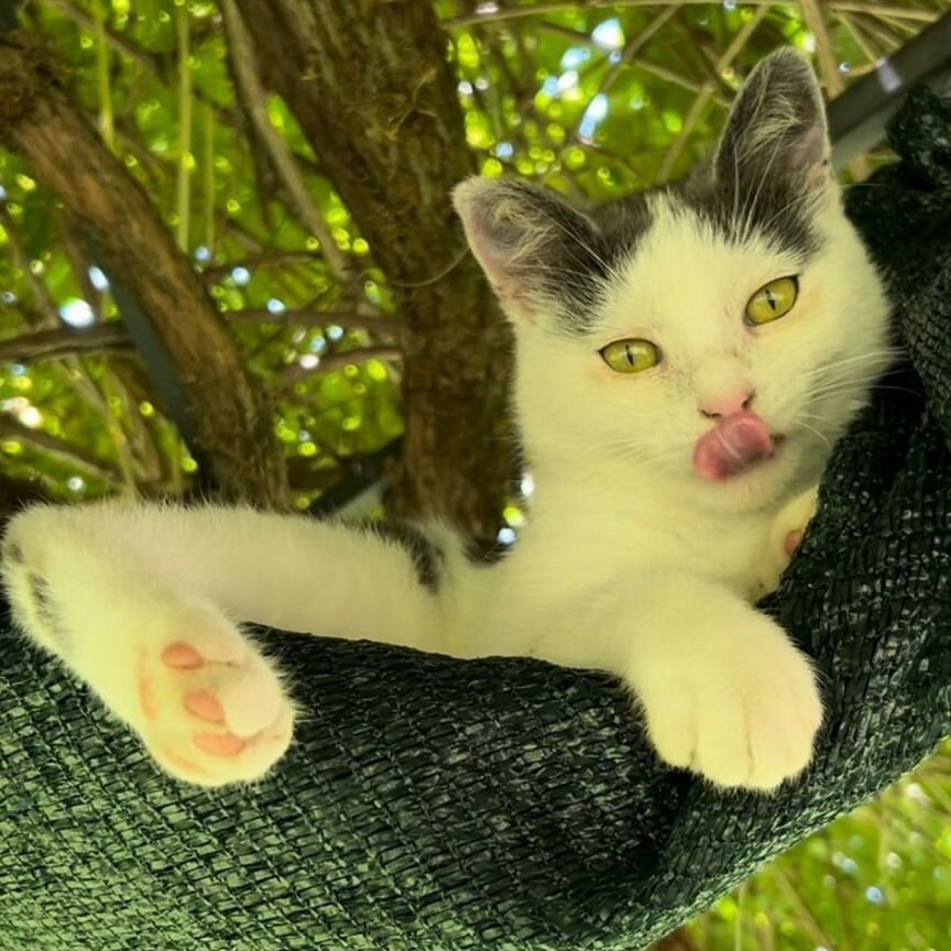 Котёнок