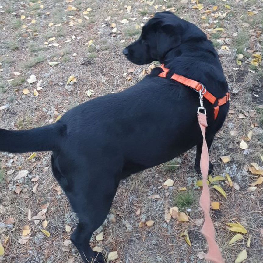 Лабрадор-ретривер, взрослая собака