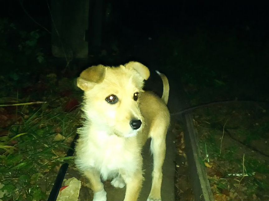 Собака в добрые руки