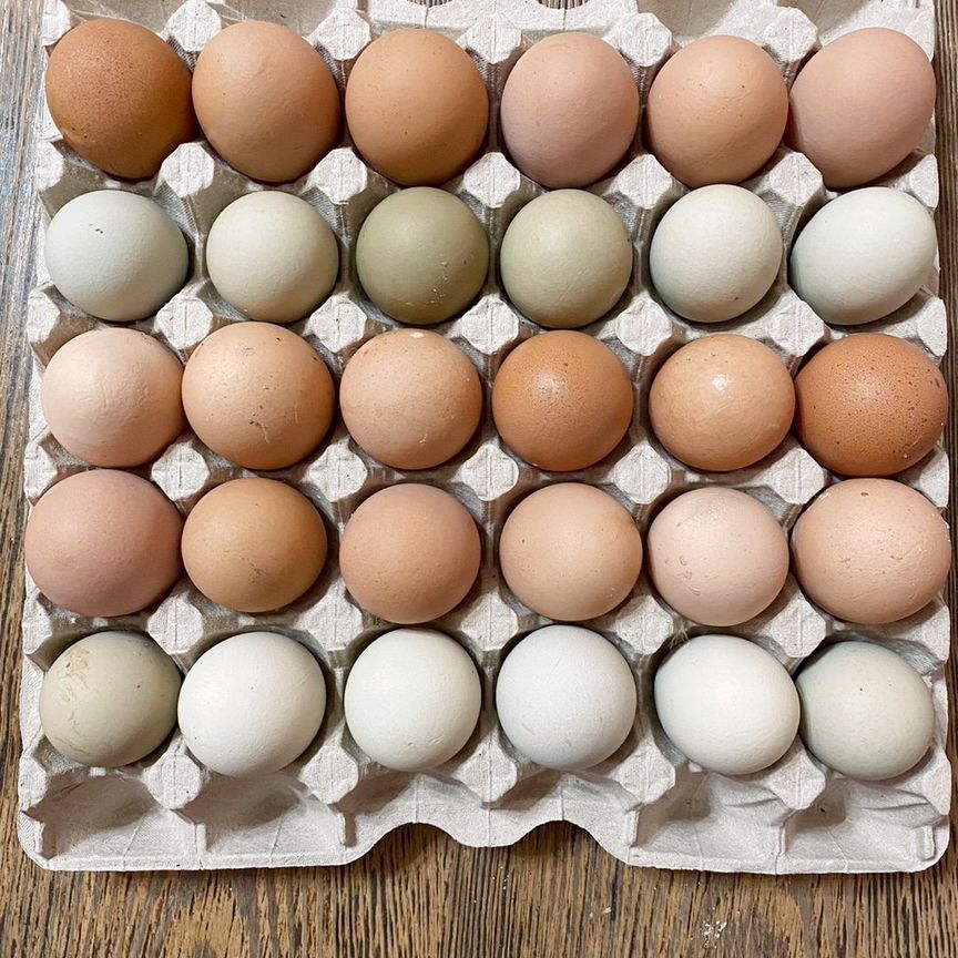 Инкубационное яйцо кур смешанных пород