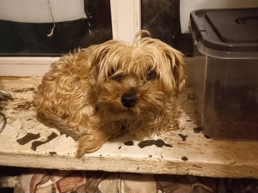 Цвергшнауцер