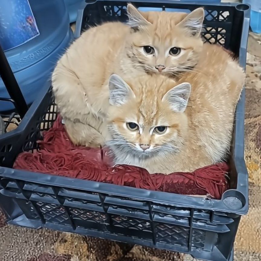 Курильский бобтейл короткошёрстный котёнок