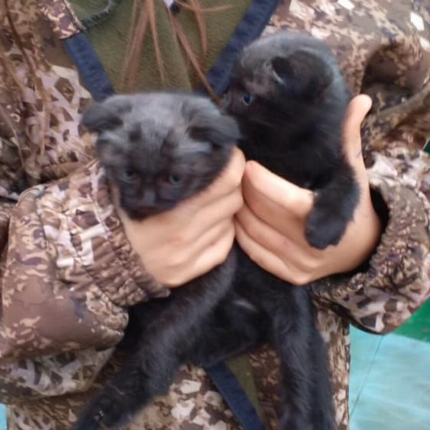 Котята от сиамской кошки