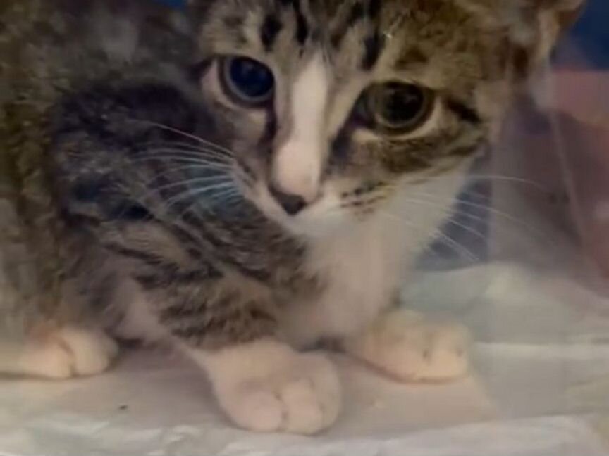 Малыш Агуша 3 мес
