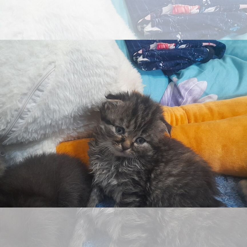 Британский длинношёрстный котёнок