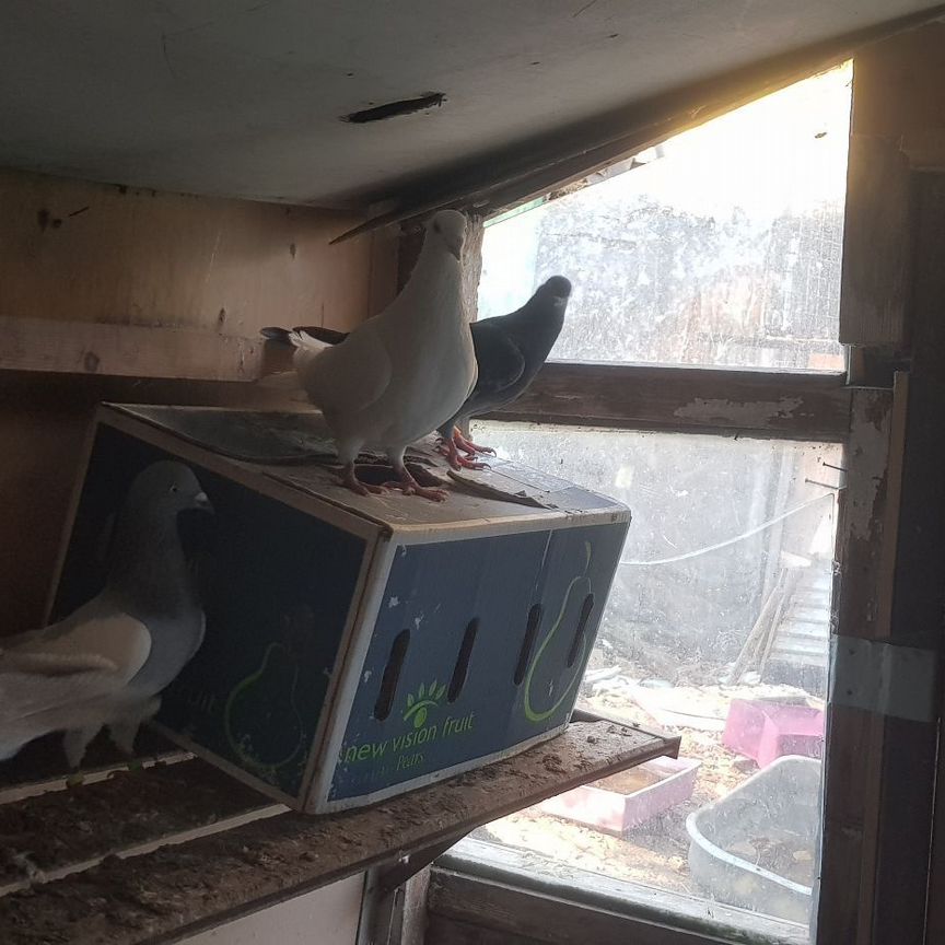 Голуби чехи