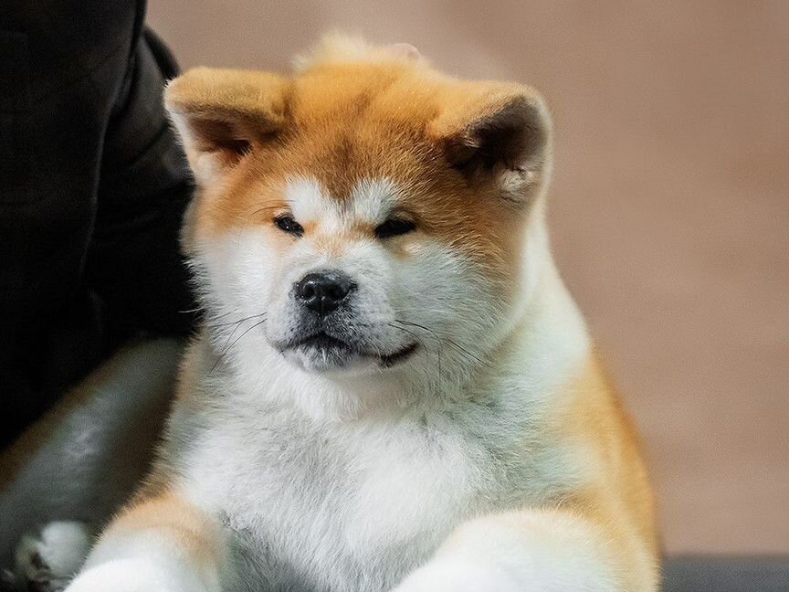 Щенки акита ину