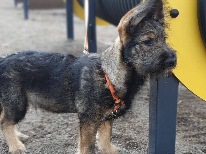 Чупакабра щенки-бородатики