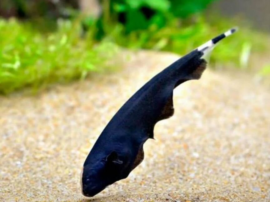 Аквариумные рыбки