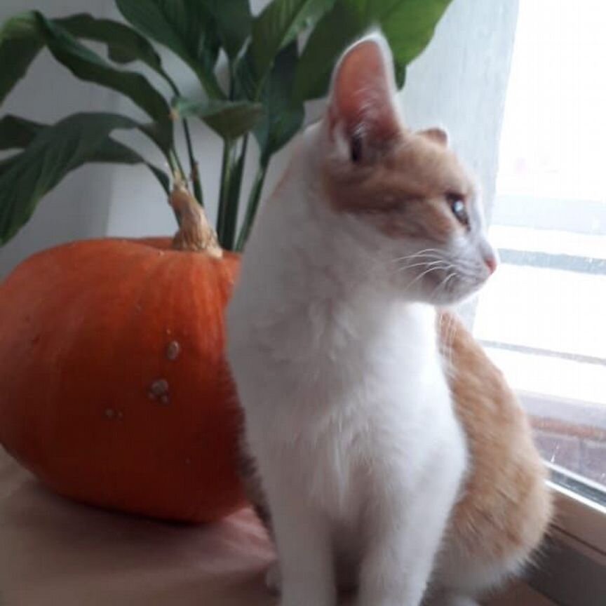 Котята девочки рыжие в добрые руки