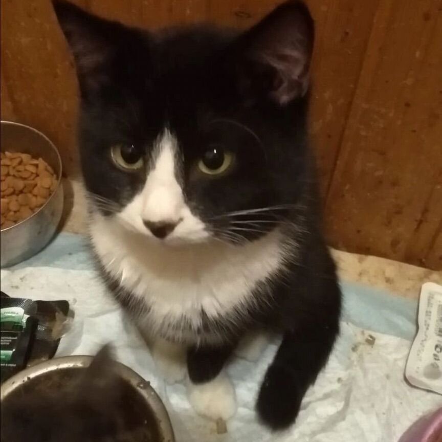Котенок