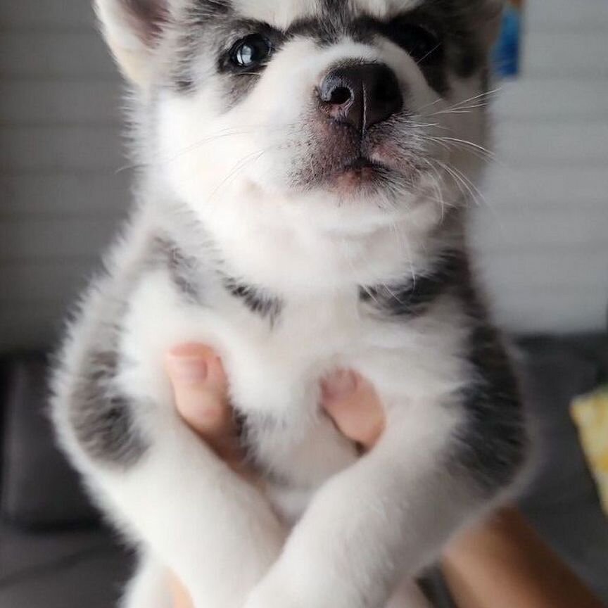 Хаски щенок