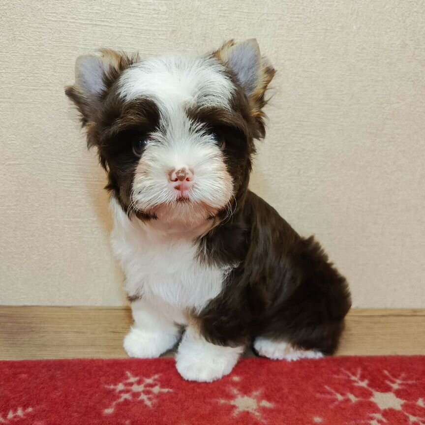 Биро малыш от питомника