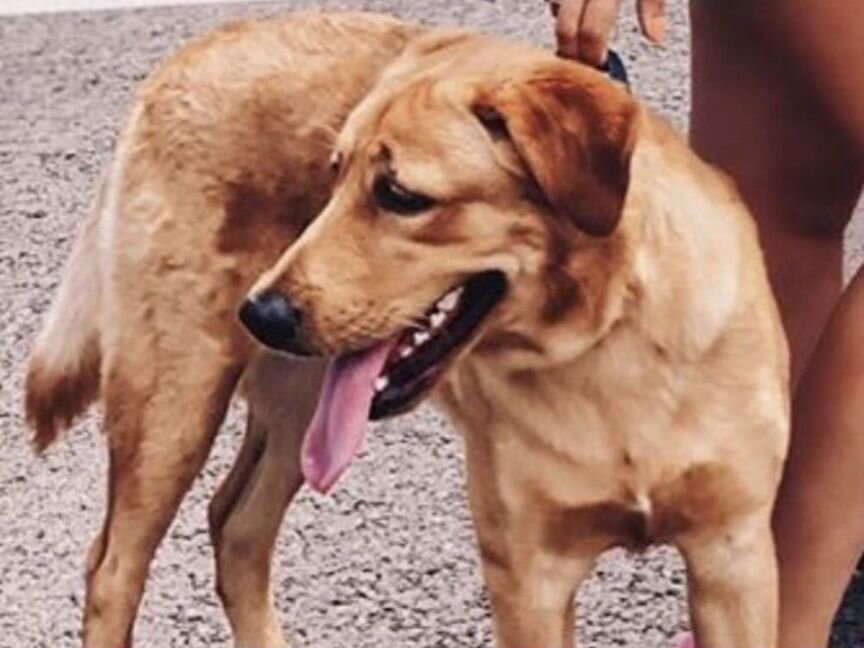 Отдаем породистого Ретривера