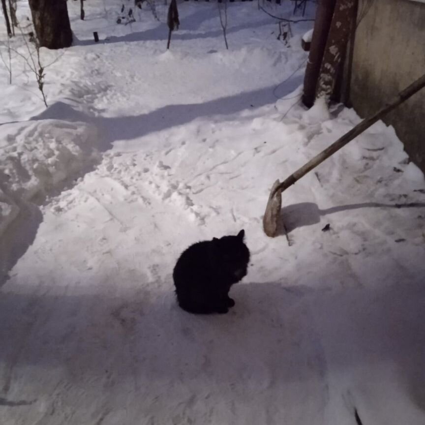 Отдам в добрые руки котика