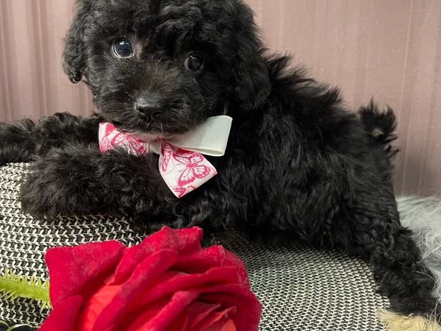 Мальтипу мини