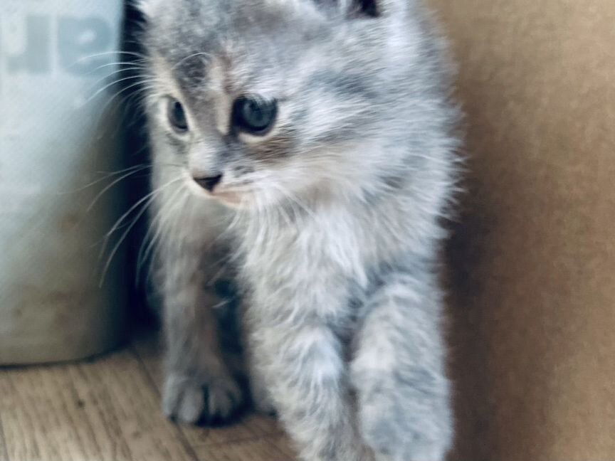 Серебристый котенок