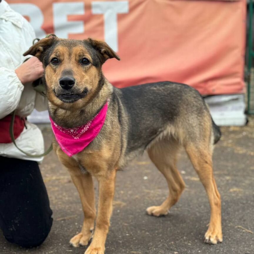 Собака в добрые руки отдам бесплатно