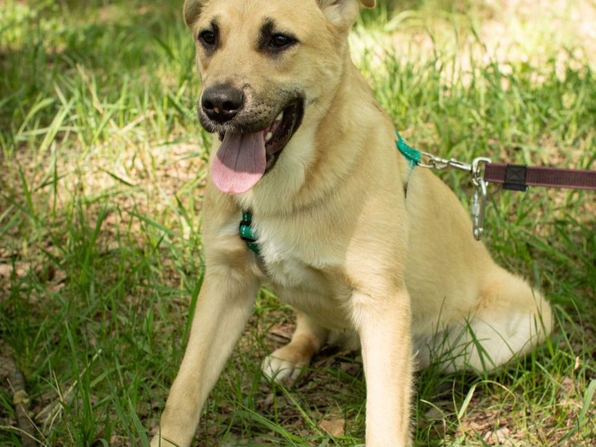 9 ти месячный щенок попал в приют