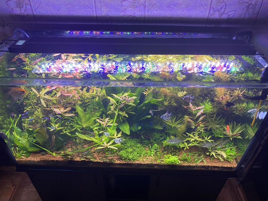 Эхинодорус