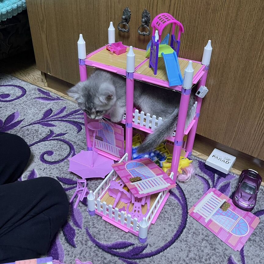 Котенок мальчик шотландец
