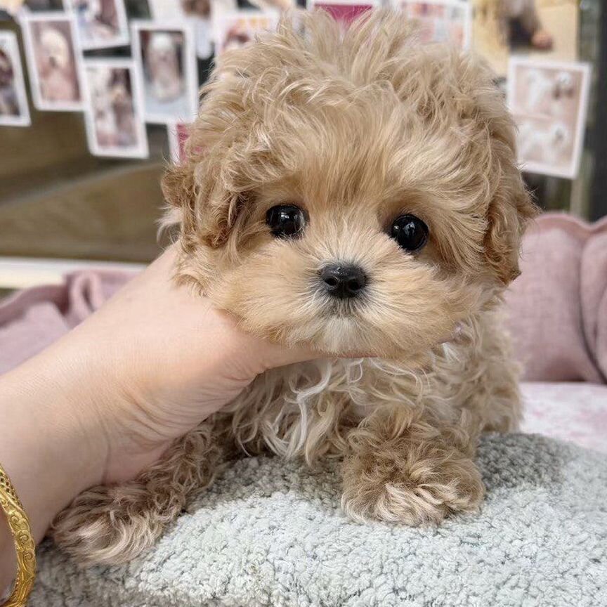 Мальтипу, щенок