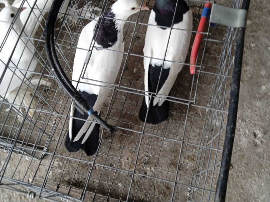 Бакинцы старопородные шейки и белые широкохвостые