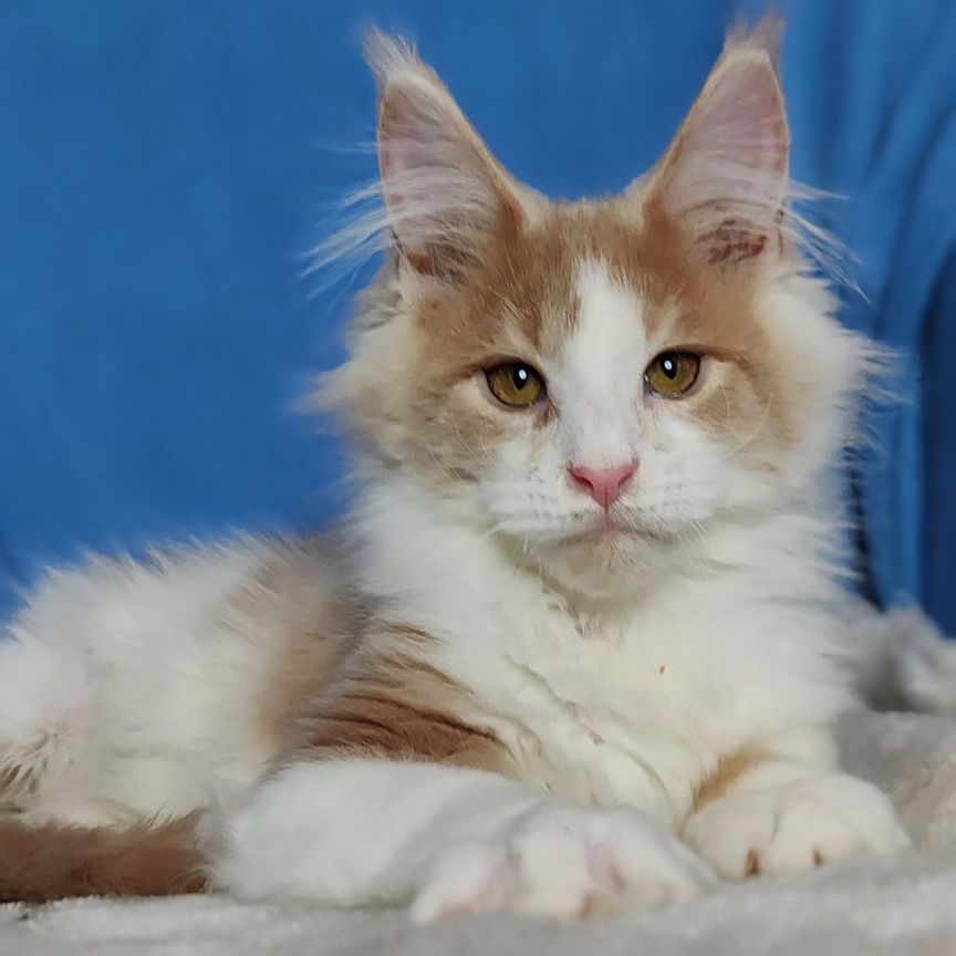 Мейн-кун котёнок