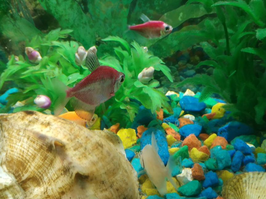 Аквариумные рыбки Тернеция Glo Fish