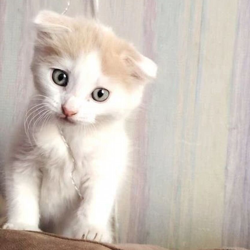 Шотландский вислоухий длинношёрстный котёнок