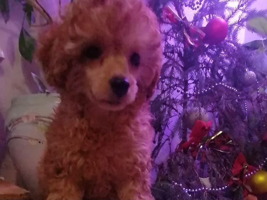 Той-пудель девочка